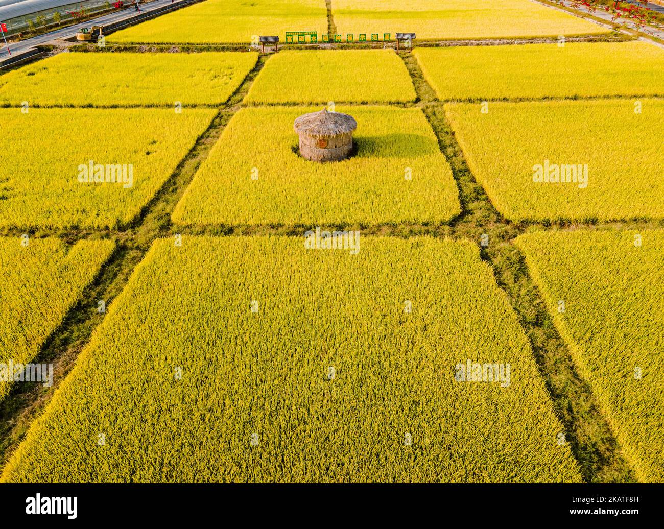 Aerial photos show picturesque rice field views in Fuxi Town. Ganzhou ...