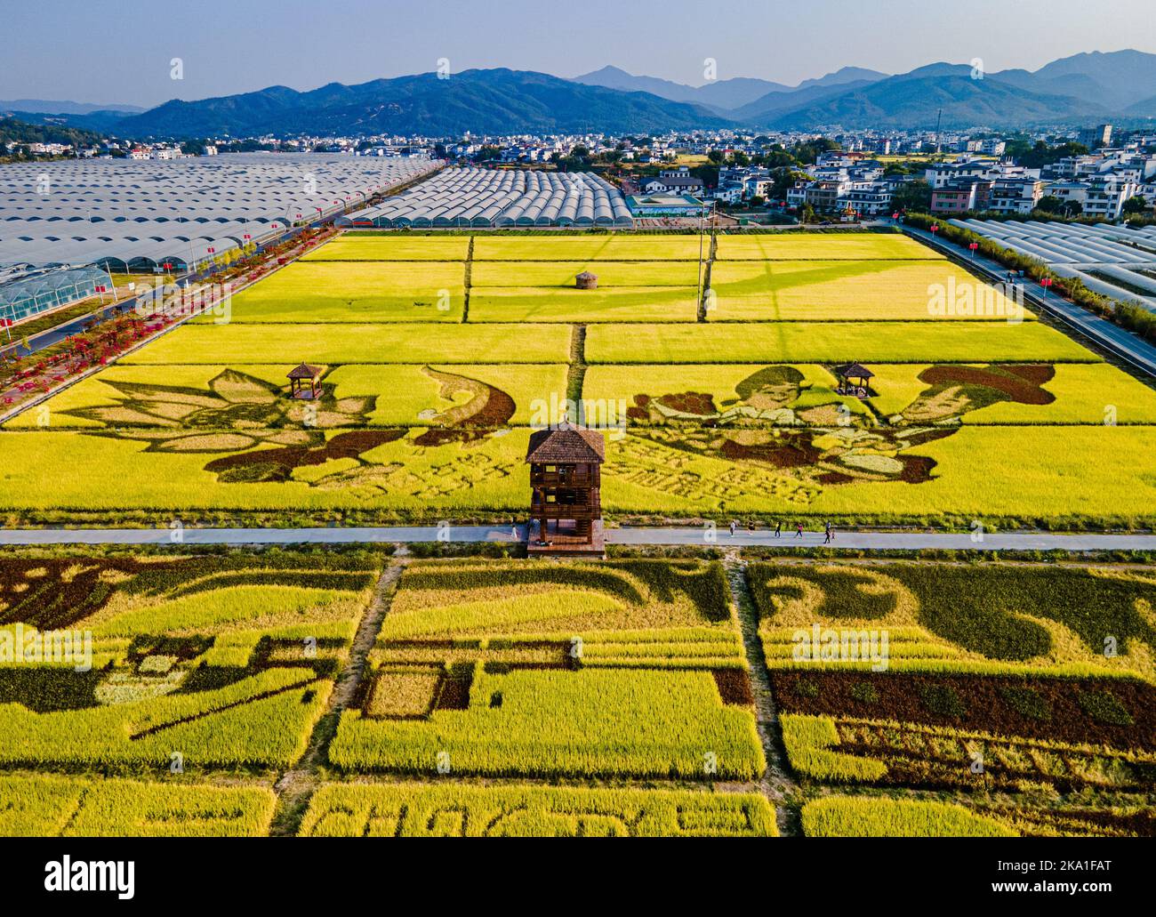Aerial photos show picturesque rice field views in Fuxi Town. Ganzhou ...