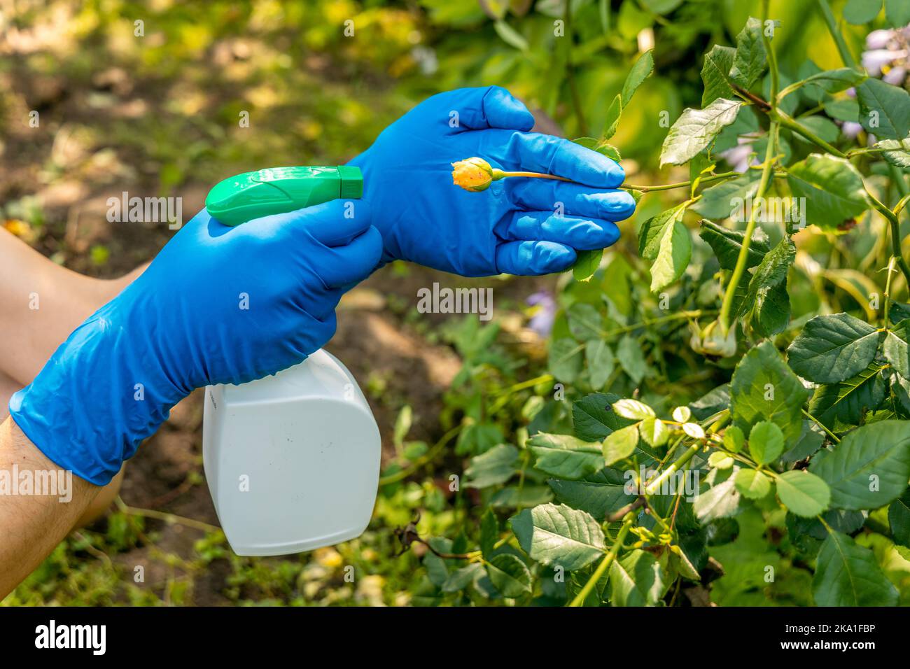 treatment in the garden of young shoots of roses from aphids ...