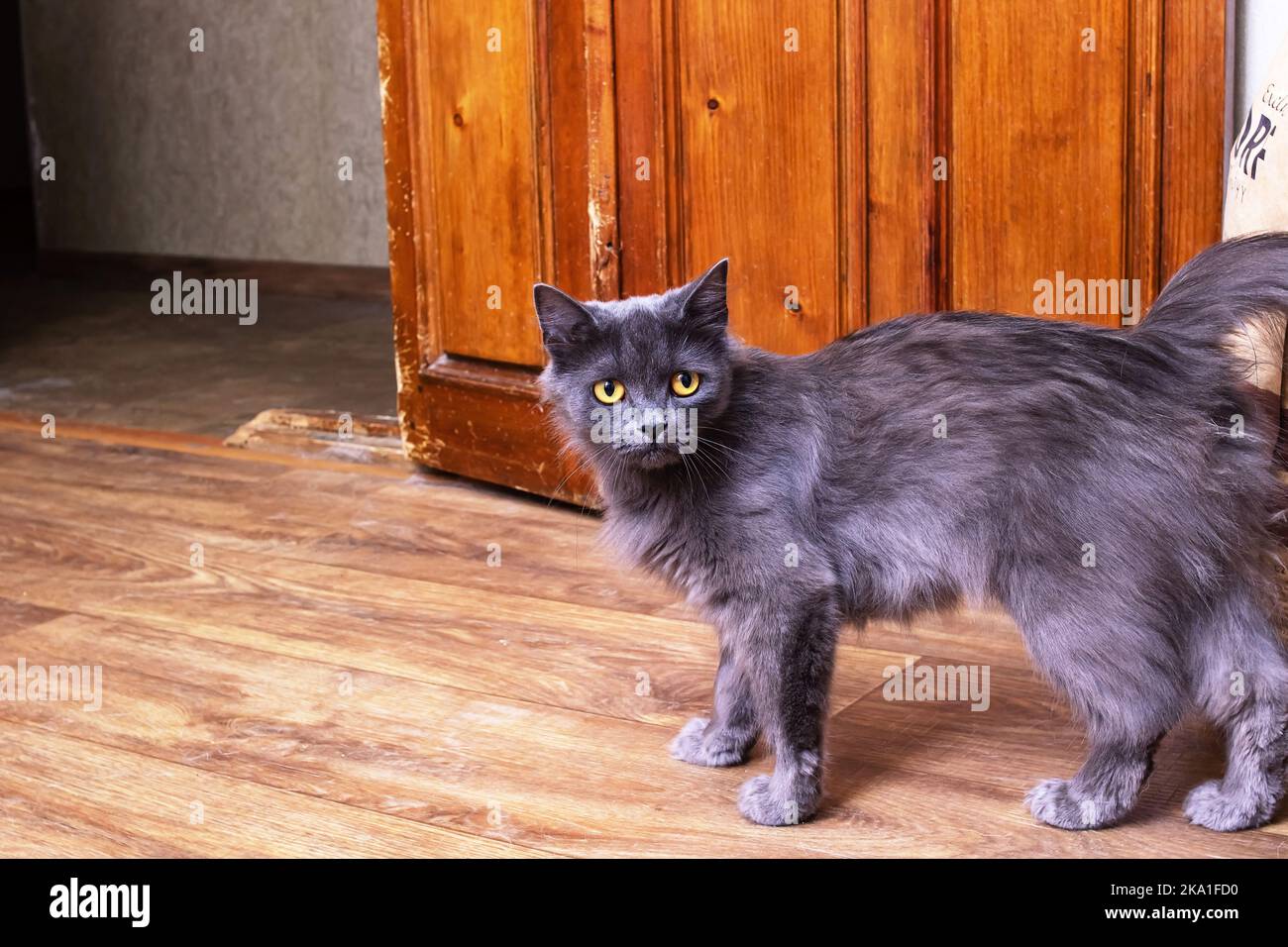 A gray cat stands next to a scratched door close up Stock Photo - Alamy