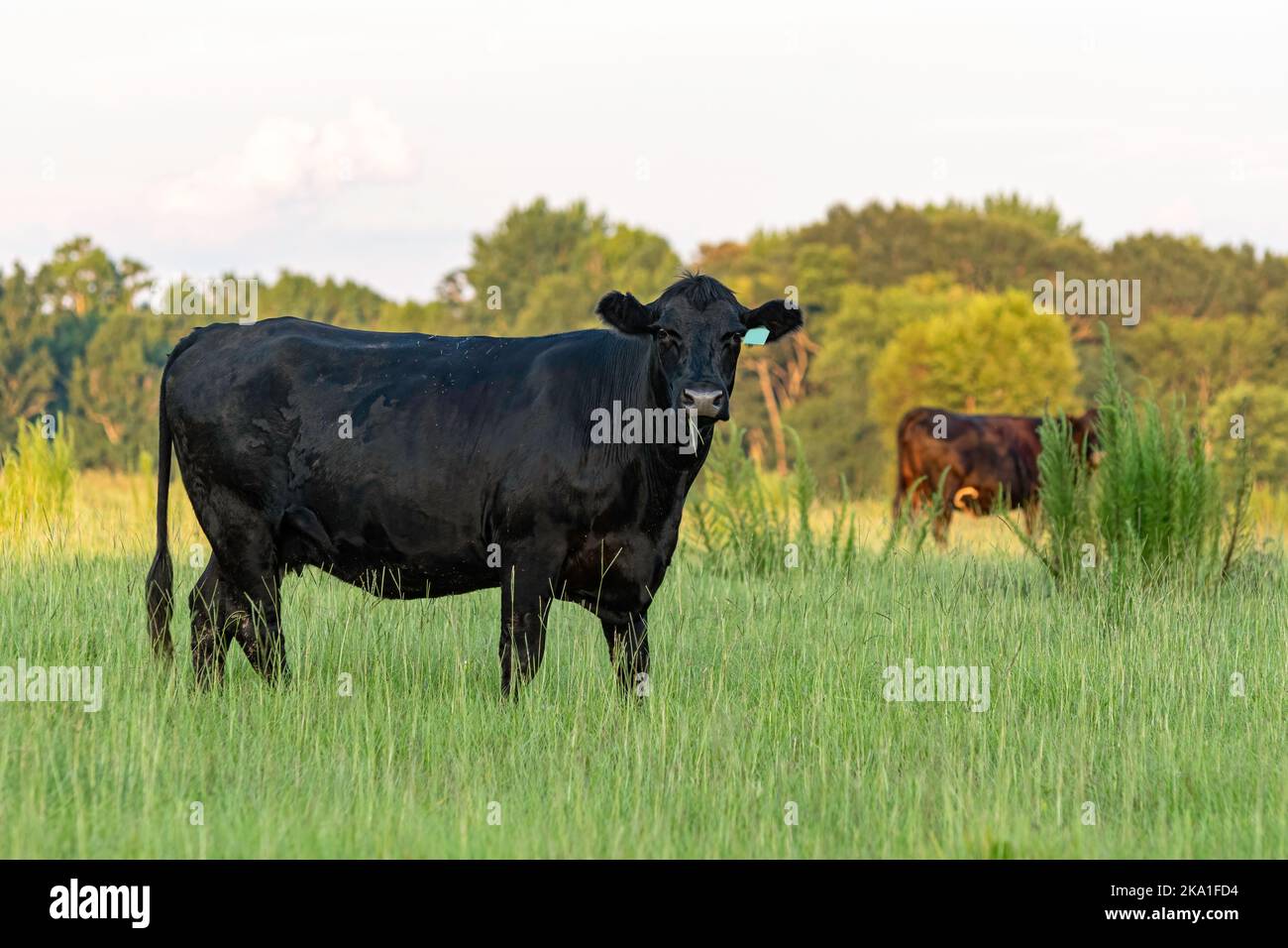 Black Angus brood cow looking at camera in a summer pasture with ...