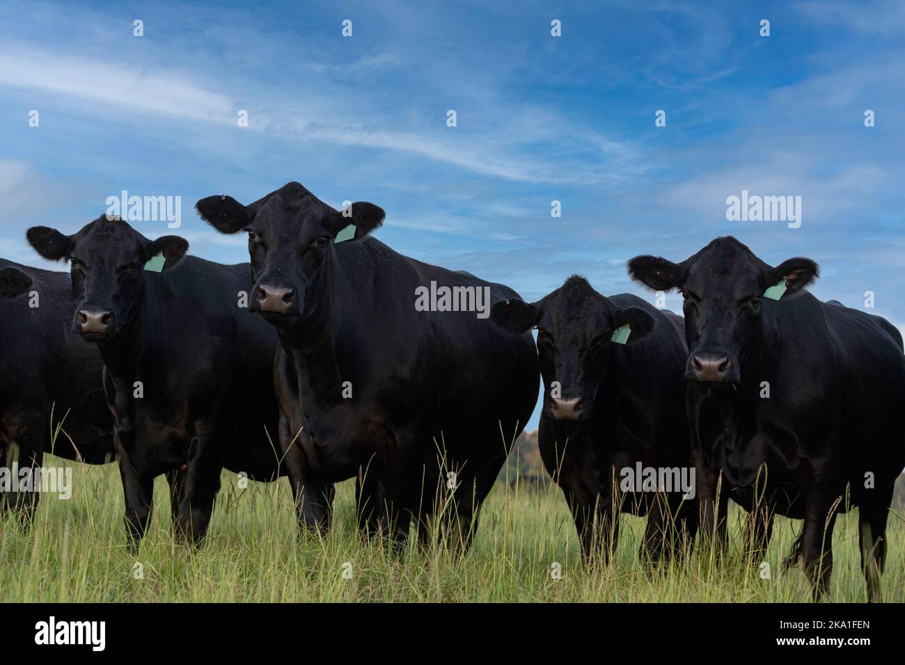 A line of Angus brood cows looking at the camera while standing in a ...