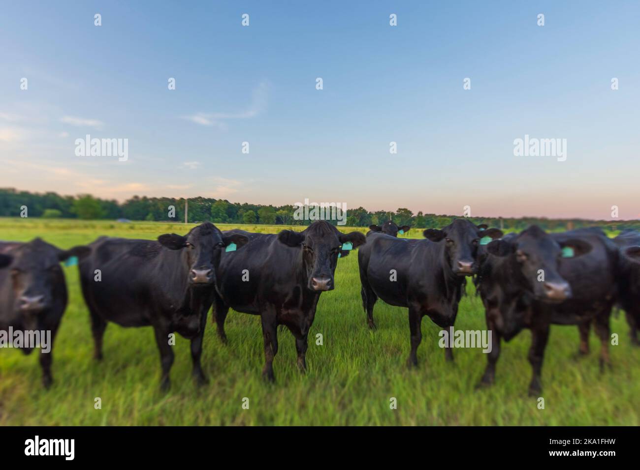 Black Angus brood cows in a lush July pasture in Alabama at twilight ...