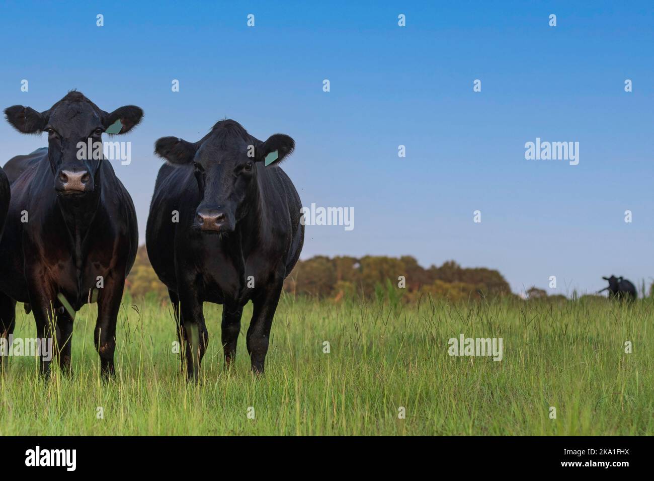 Agricultural background of two Angus cows standing to the left in a ...