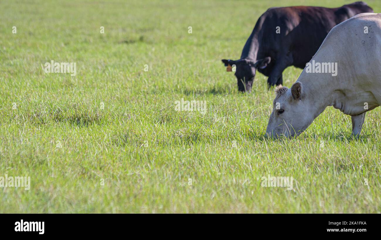 Two commercial beef cows grazing in lush summer bermuda grass with ...