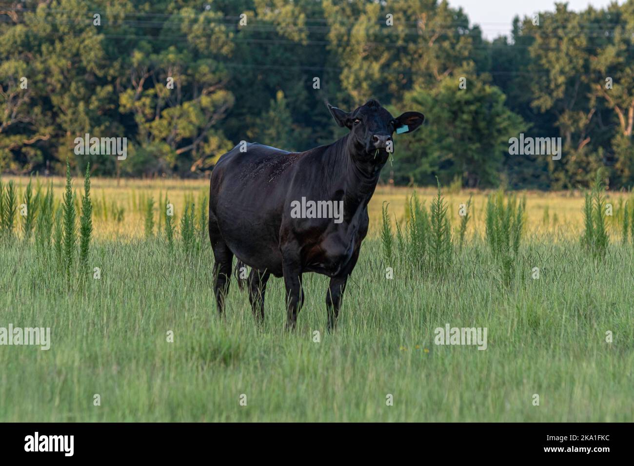 Black Angus brood cow giving the evil eye to the photographer while ...