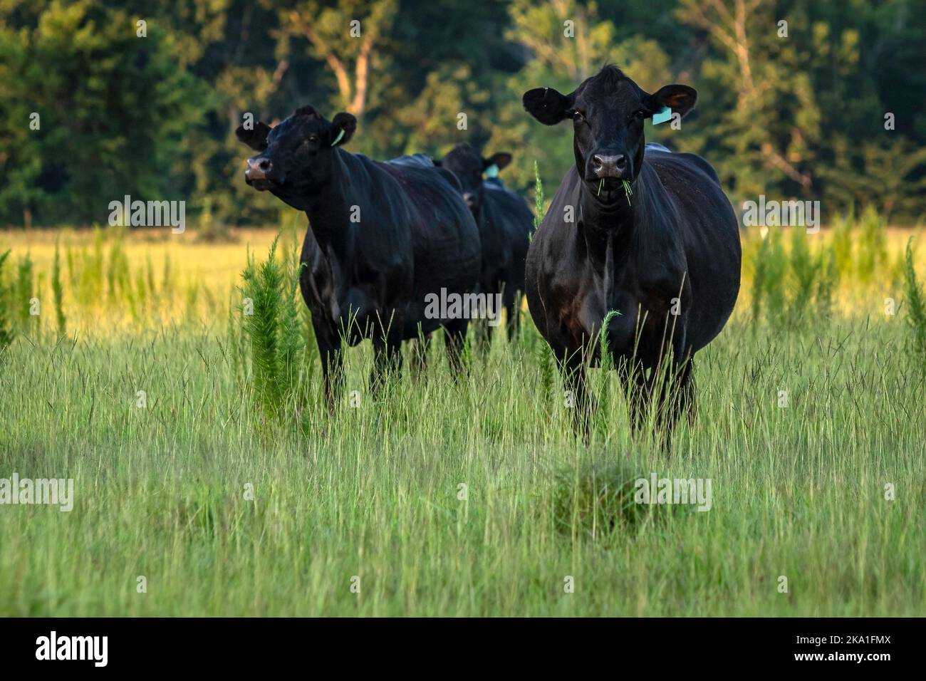 Slick hair hi-res stock photography and images - Alamy