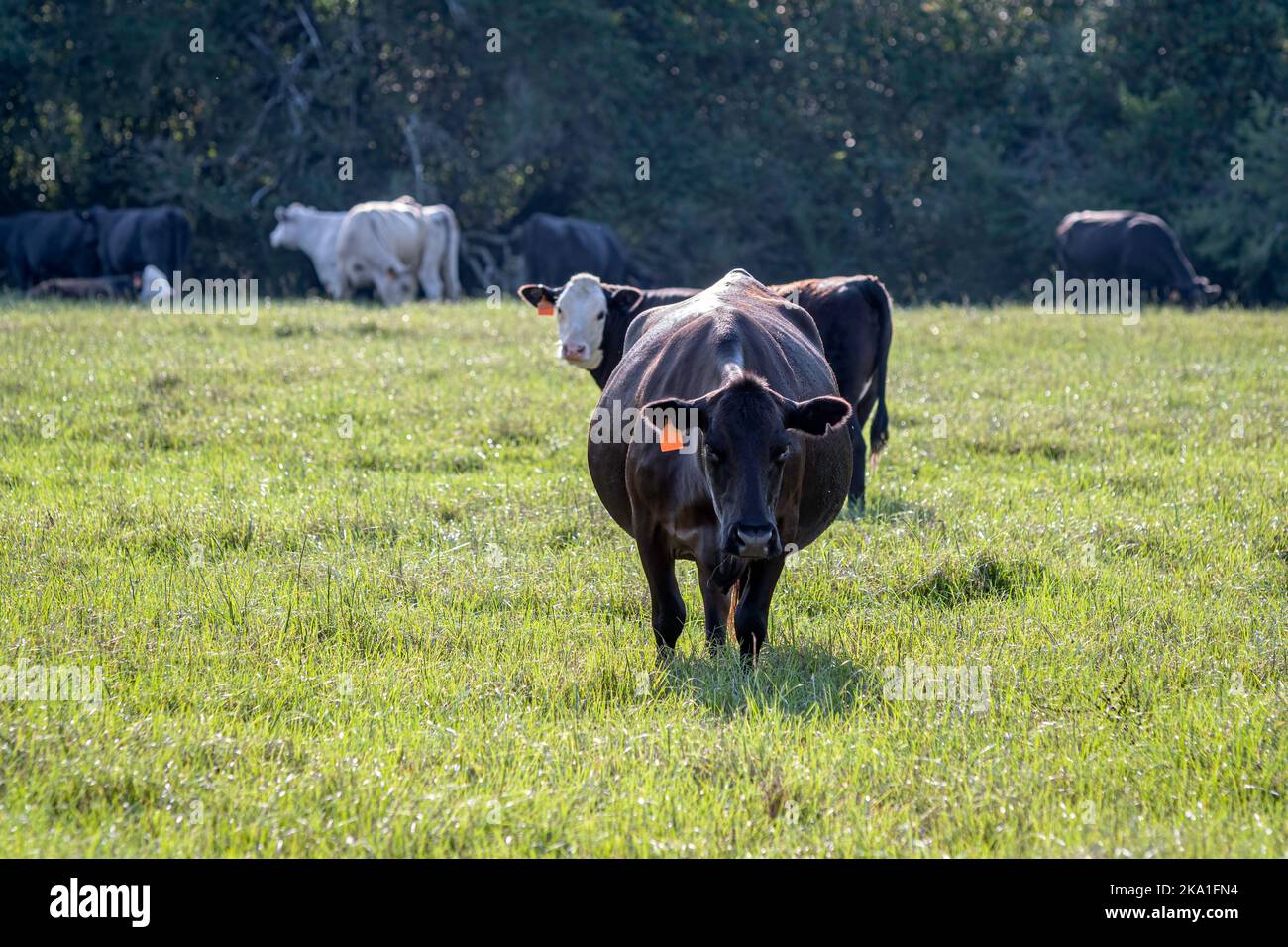 Commercial Angus cow in lush summer pasture looking at camera with ...