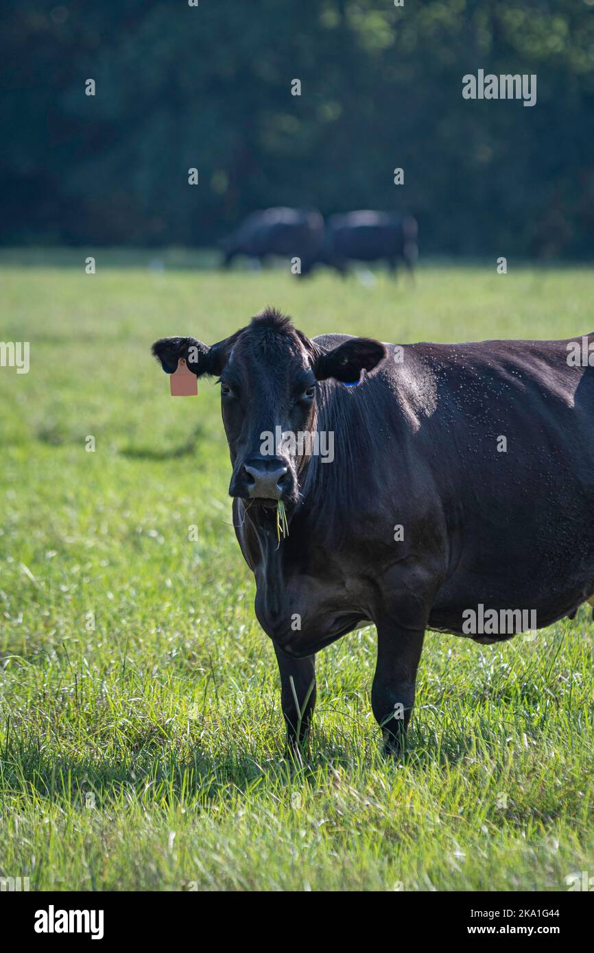 Portrait of an Angus crossbred brood cow looking at the camera with ...