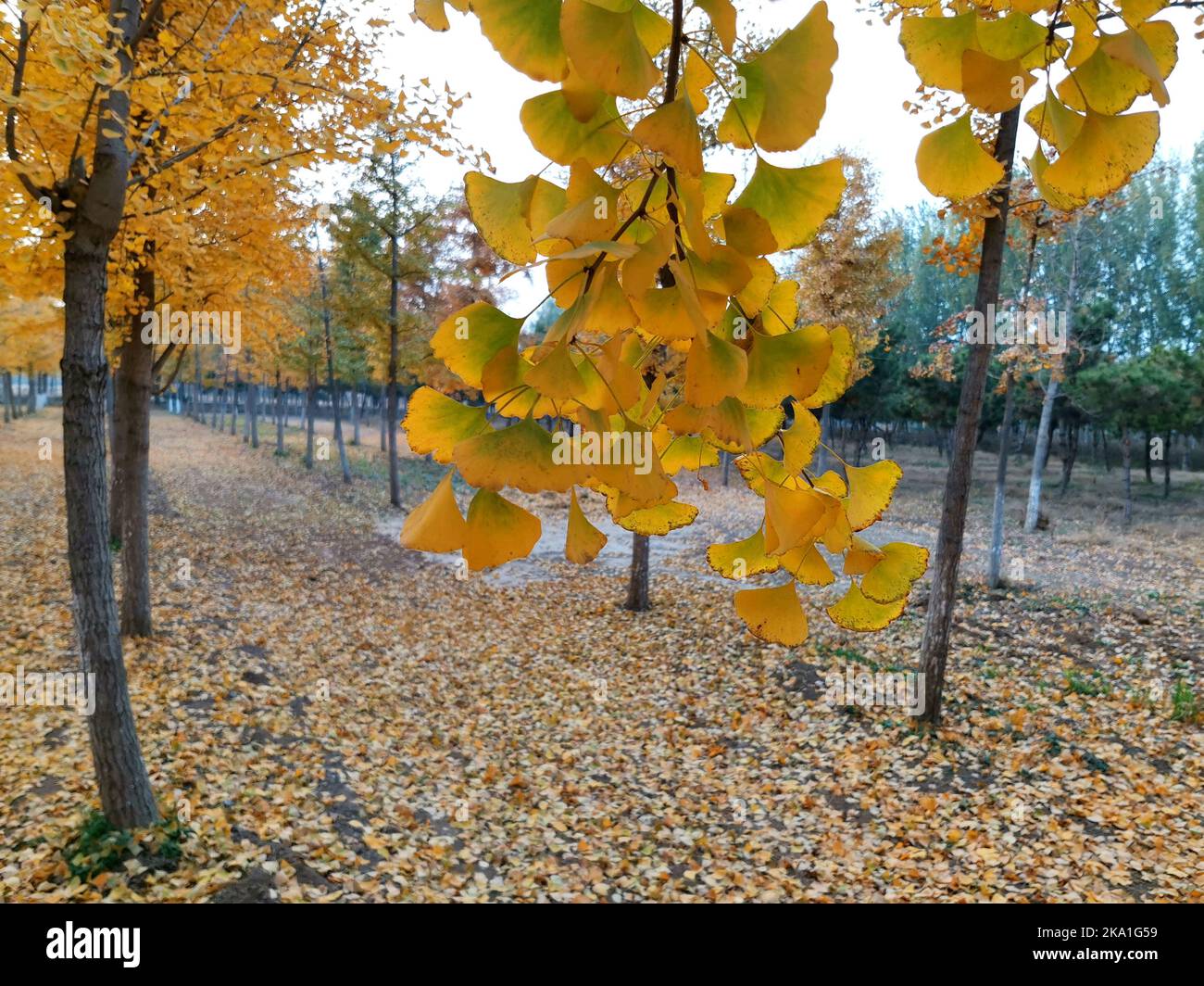 In late autumn, the ginkgo trees are golden and beautiful in the ...