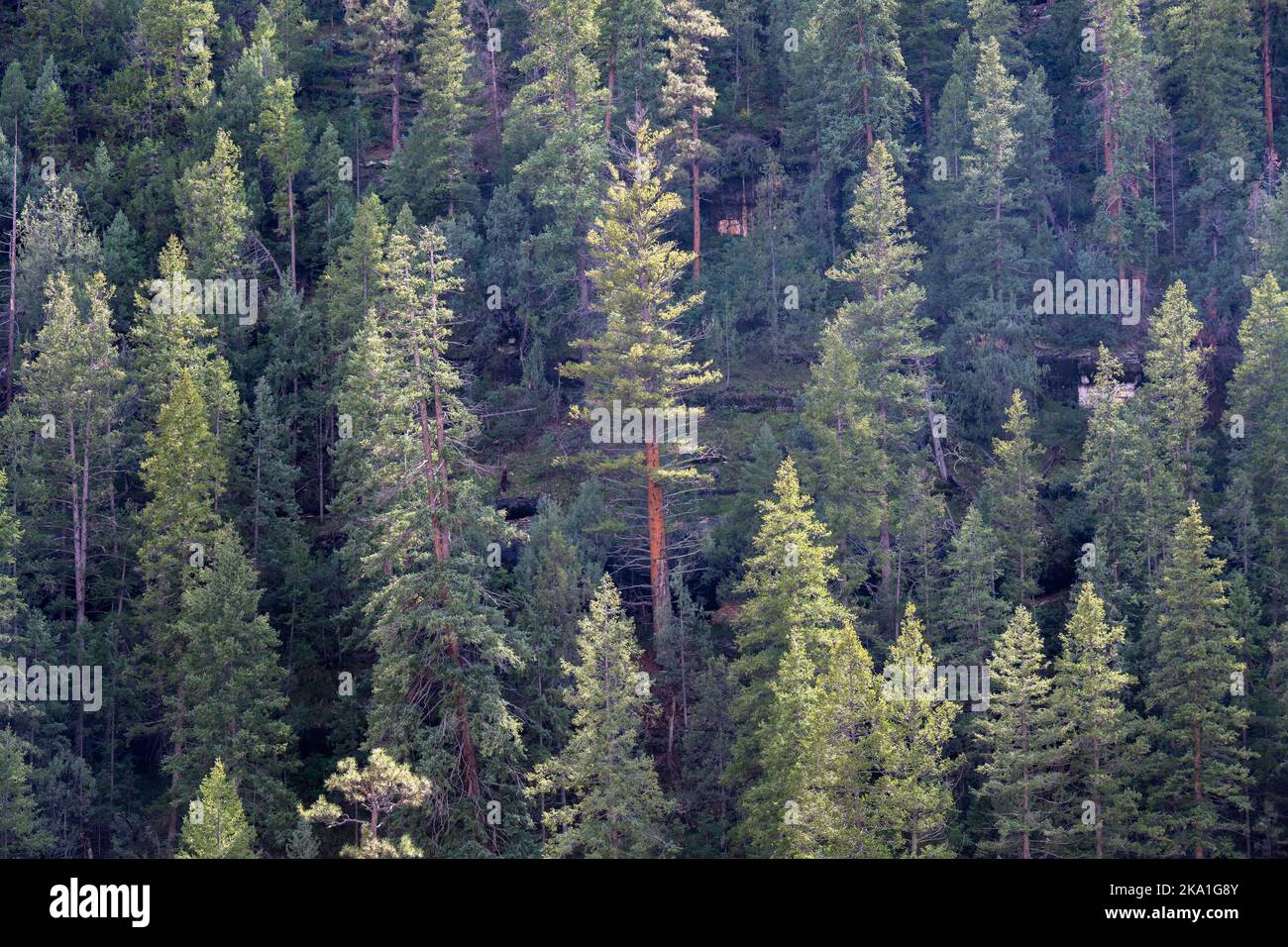 The walnut trees park hi-res stock photography and images - Alamy