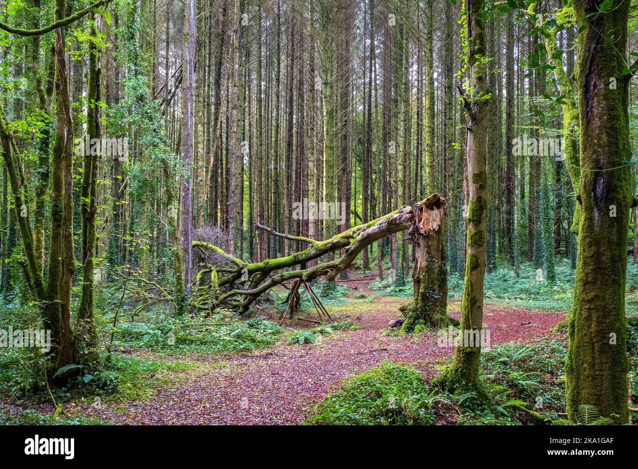 Nature trail and old broken tree in the Cong forest. Cong, County Mayo ...