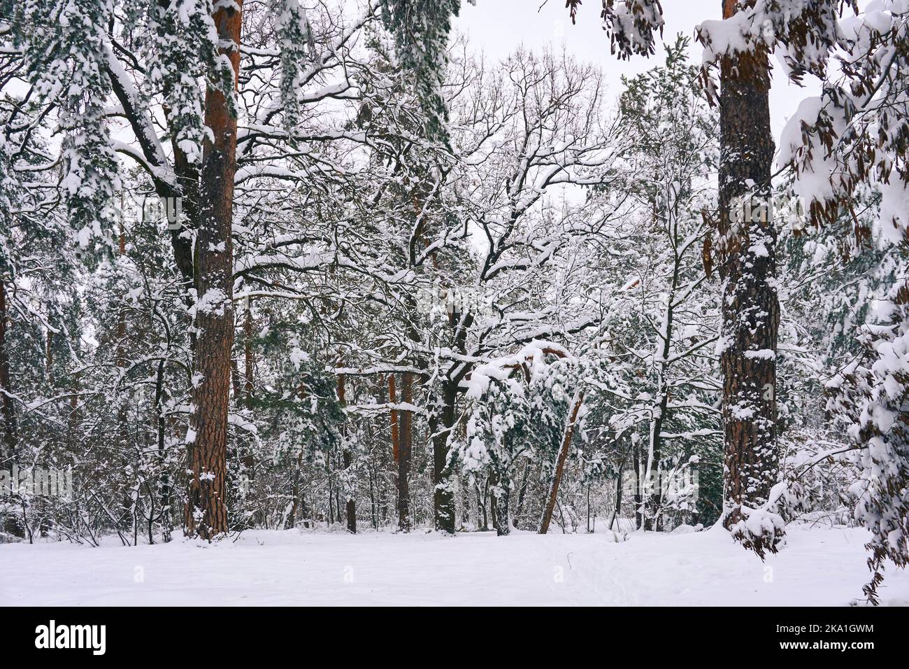 Cool climate trees hi-res stock photography and images - Alamy