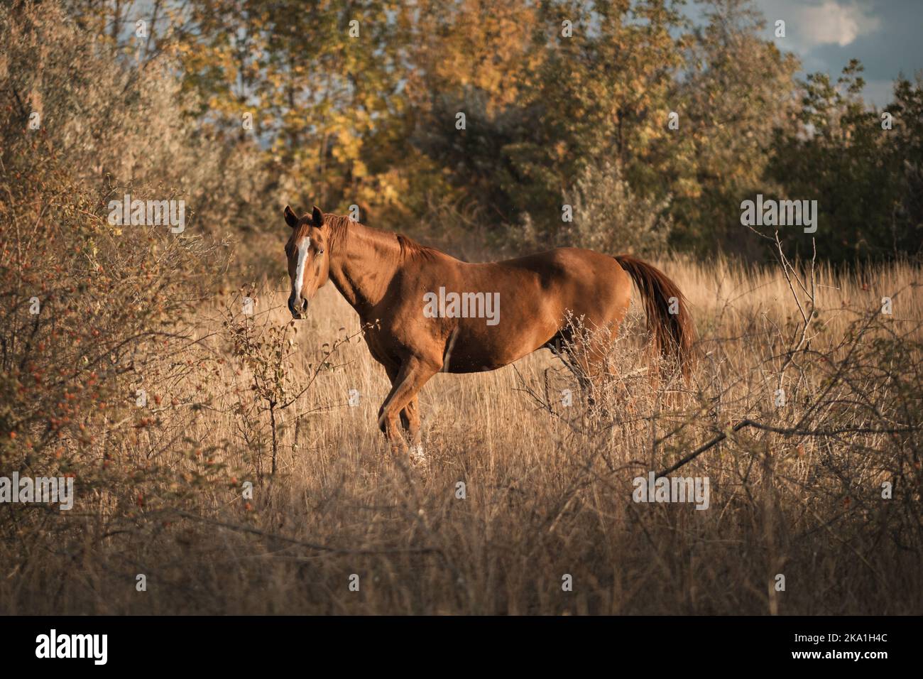 Red horse runs in the forest and field in autumn. Horse riding ...