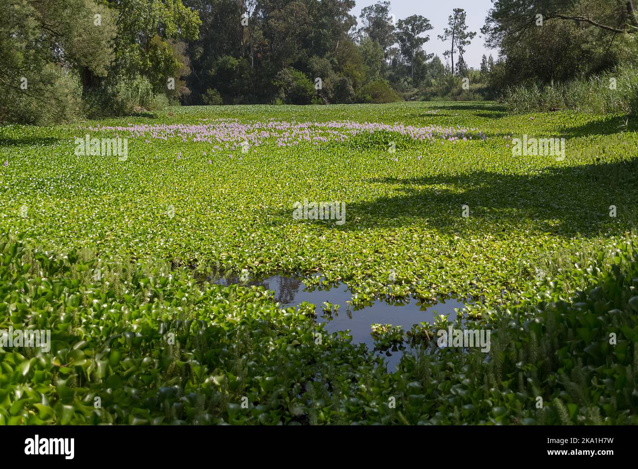 View of a hyacinth field, Wild-type Hyacinthus orientalis, an aquatic ...