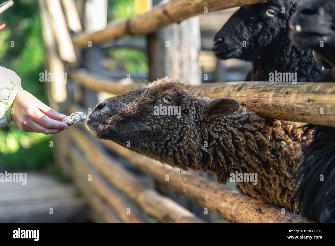 A woman feeds a sheep in a zoo, close-up Stock Photo - Alamy