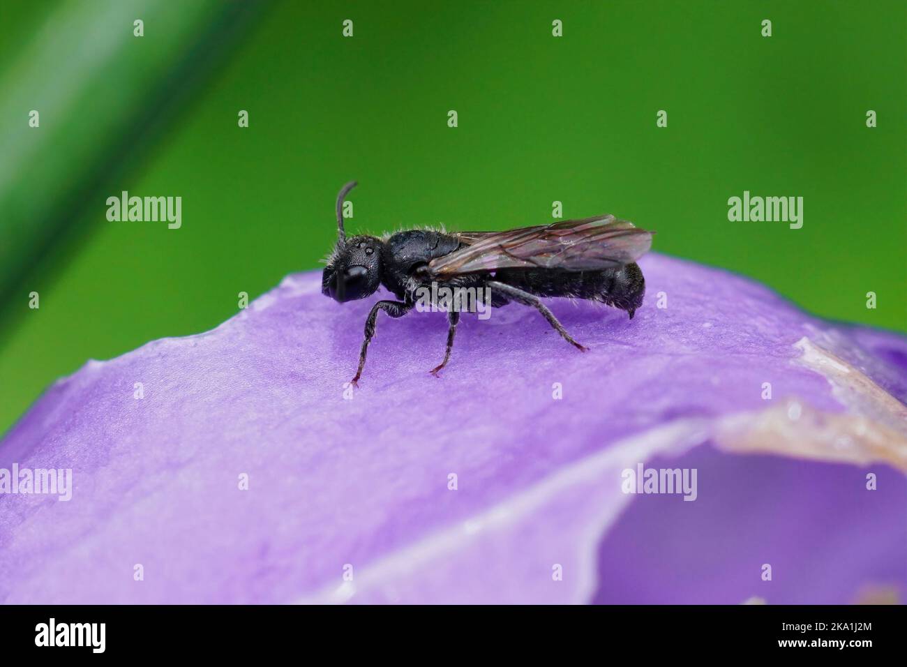Colorful closeup on a small harebell carpenter bee, Chelostoma ...