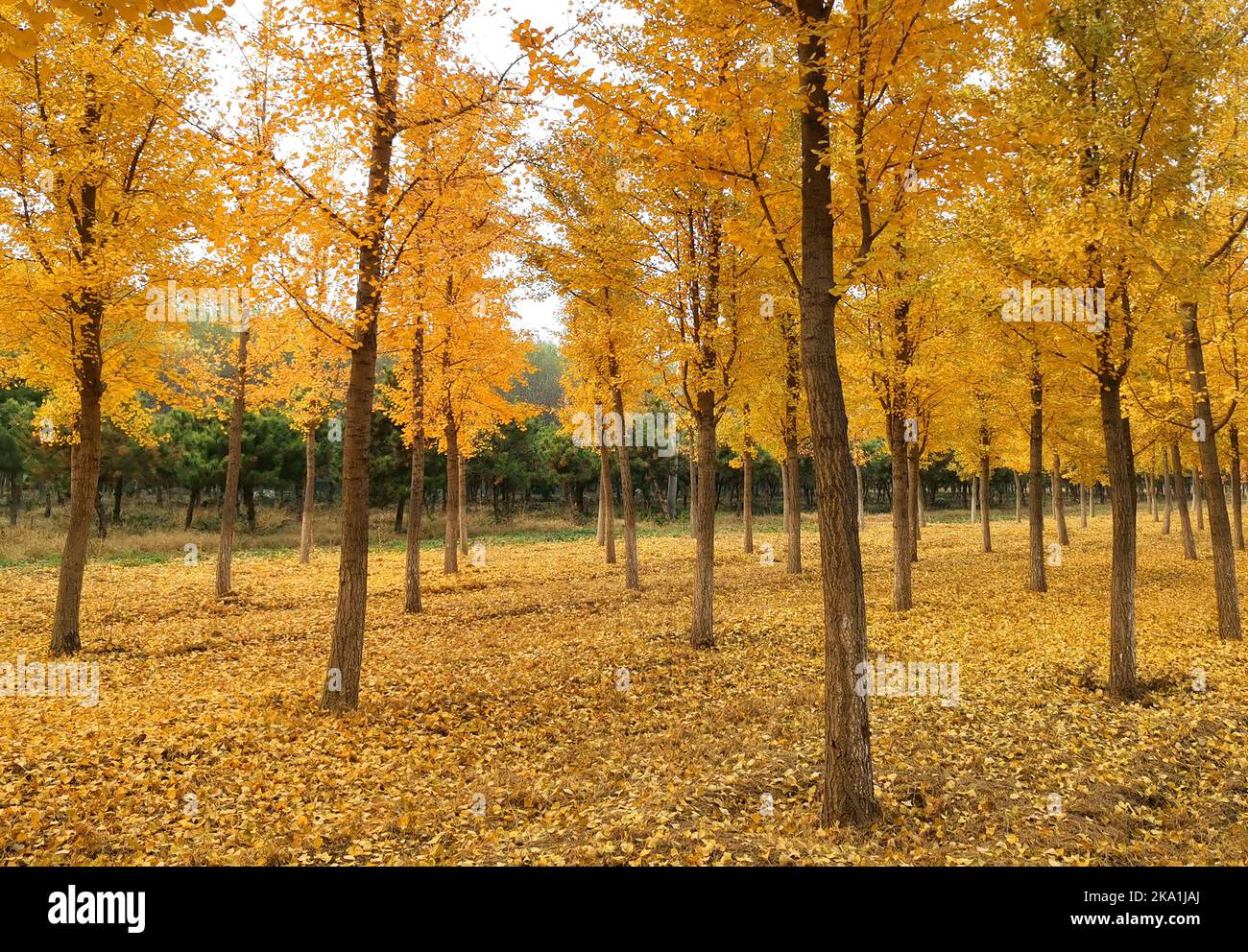 In late autumn, the ginkgo trees are golden and beautiful in the ...