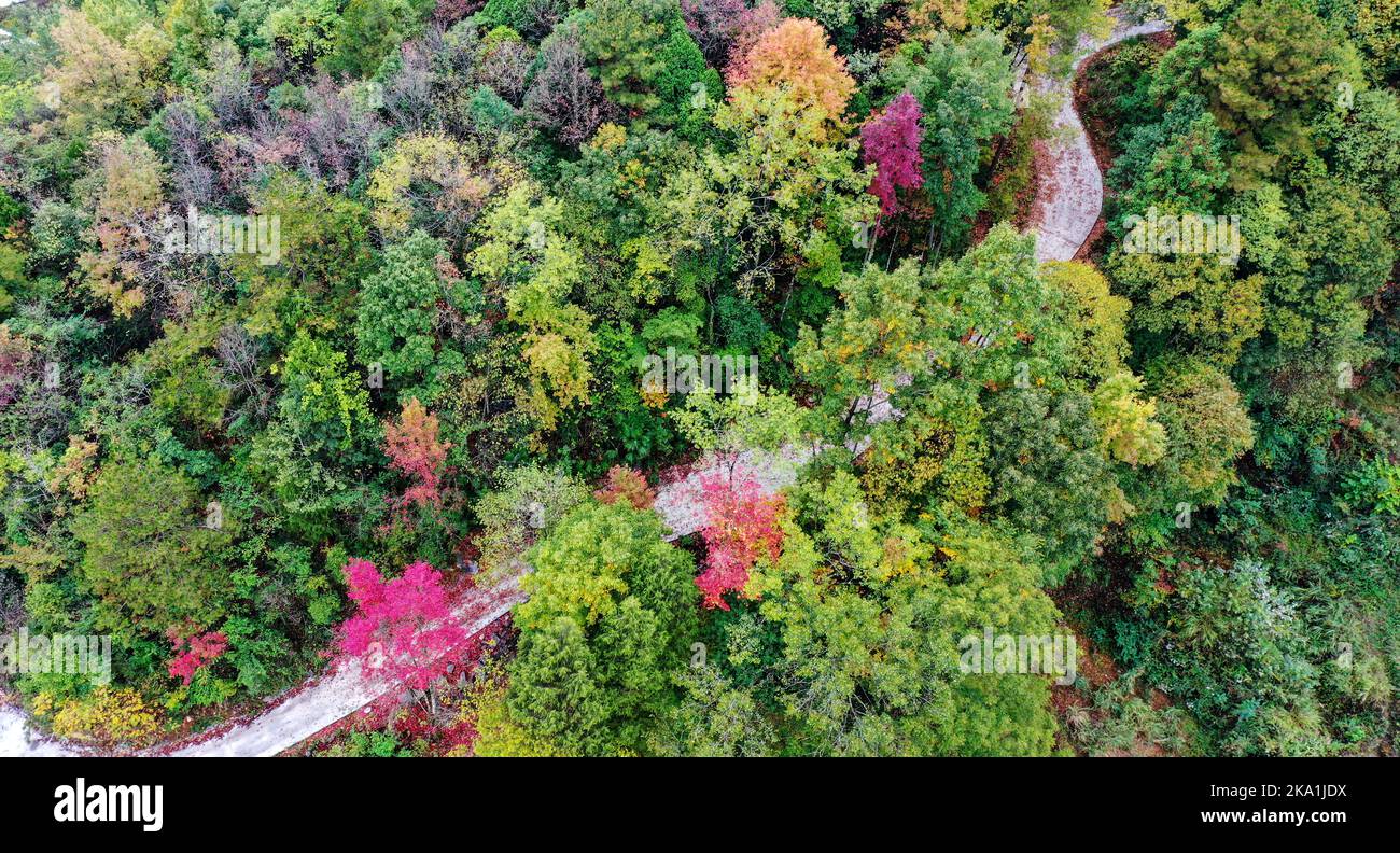 Aerial photos show the natural colorful forest in Zhongba Village, Dingshi Town, Youyang Tujia ...