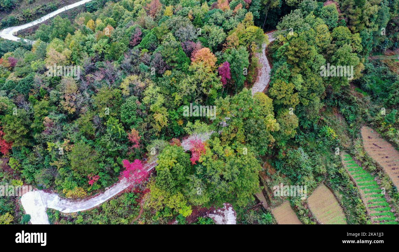 Aerial photos show the natural colorful forest in Zhongba Village ...