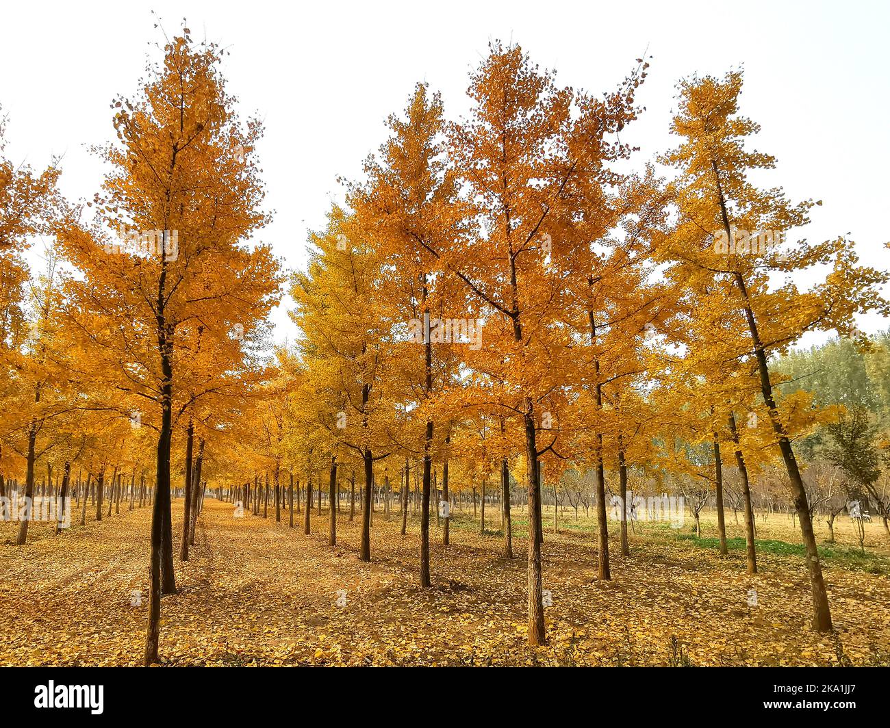In late autumn, the ginkgo trees are golden and beautiful in the ...