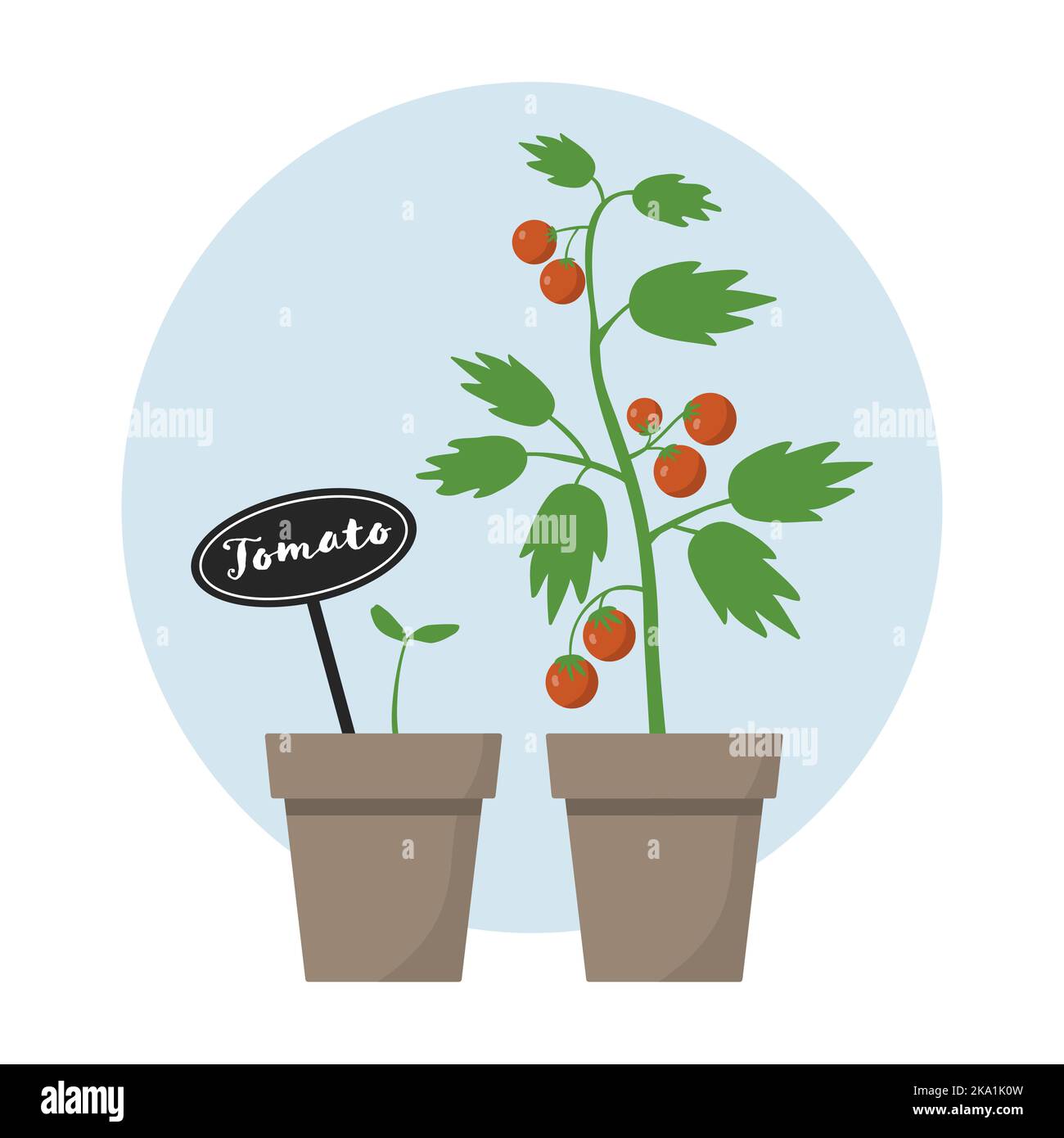 Plants growing in pots Stock Vector Images - Alamy
