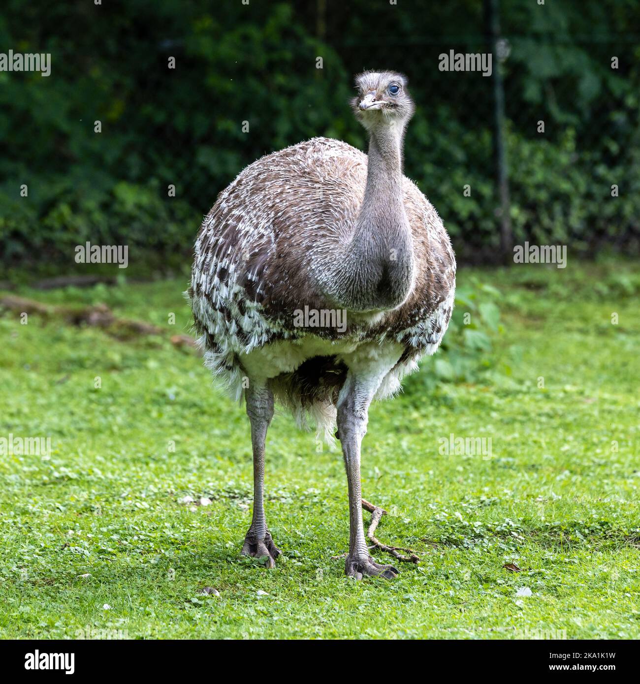 Darwin's rhea, Rhea pennata also known as the lesser rhea. It is a ...