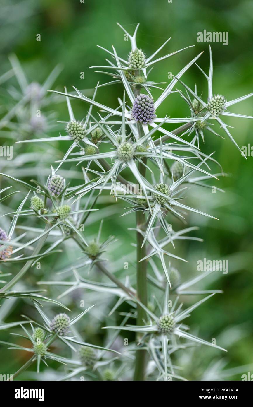 Eryngium variifolium, variable-leaved sea holly, leaves, white veins ...