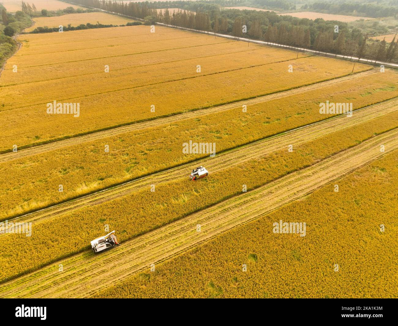 Aerial photos show the rice harvest in KunshanTianfu National Wetland ...