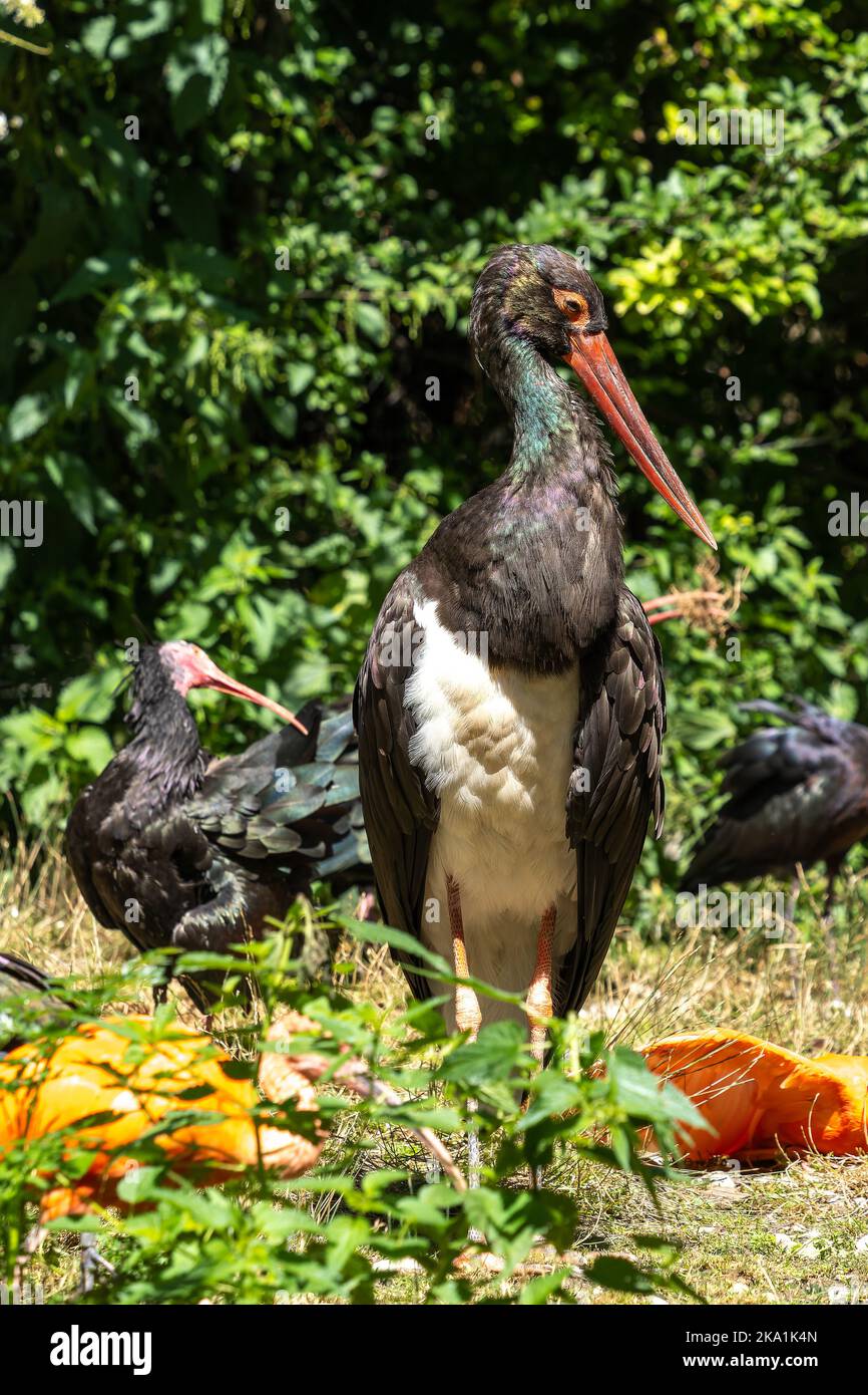 The Black stork, Ciconia nigra is a large bird in the stork family ...