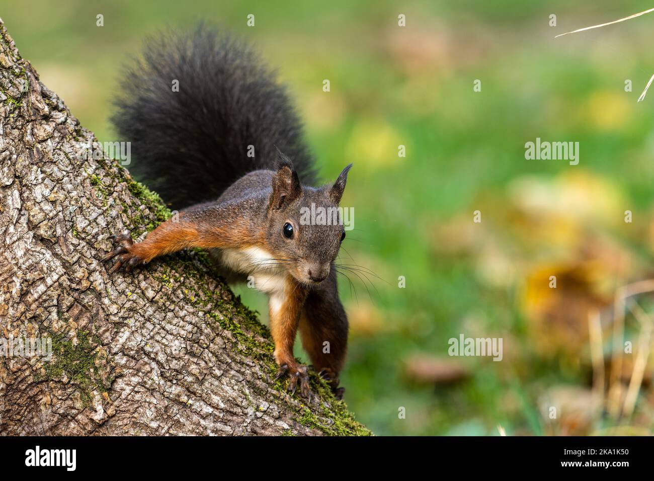 Eurasian red squirrel, Sciurus vulgaris at Old North Cemetery of Munich ...