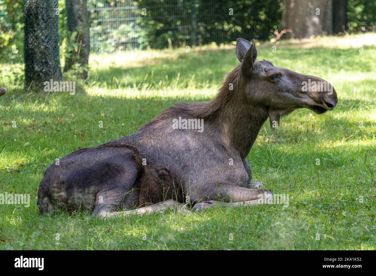 European Moose, Alces alces, also known as the elk. Wild life animal ...