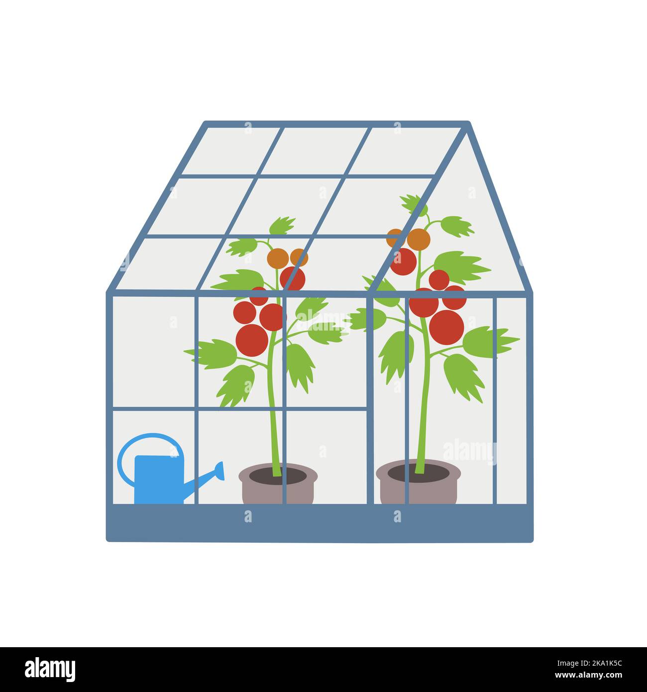 Vector illustration of tomatoes growing in greenhouse Stock Vector Image & Art - Alamy