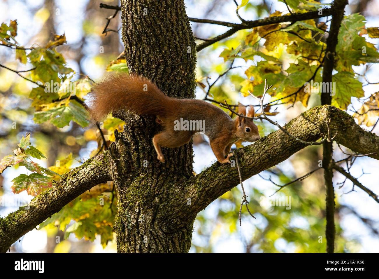 Eurasian red squirrel, Sciurus vulgaris at Old North Cemetery of Munich ...