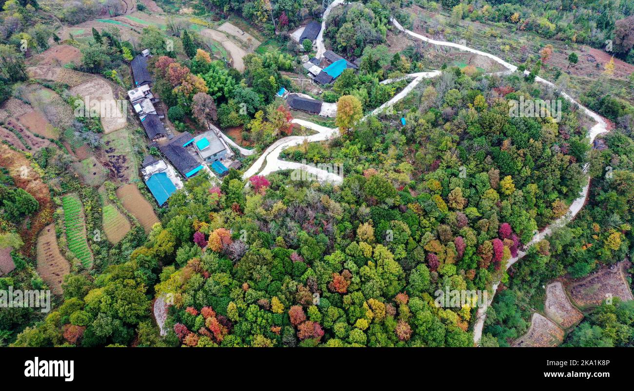 Aerial photos show the natural colorful forest in Zhongba Village ...