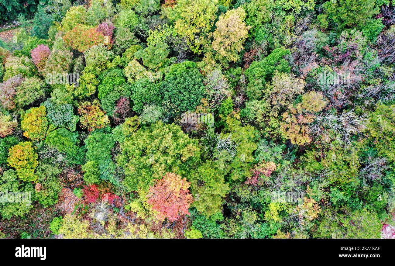 Aerial photos show the natural colorful forest in Zhongba Village, Dingshi Town, Youyang Tujia ...