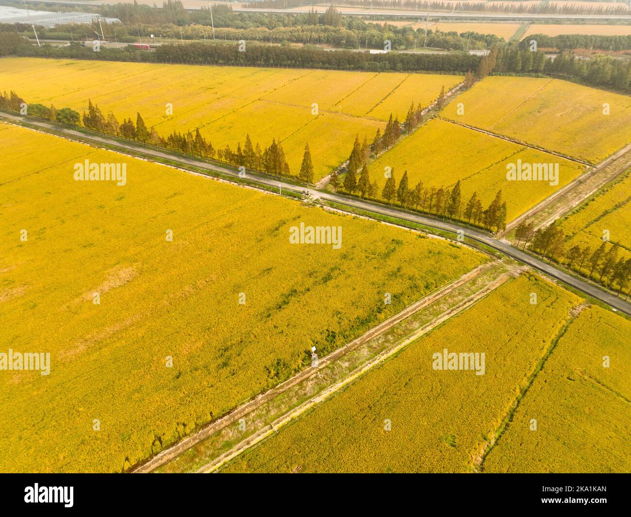 Aerial photos show the rice harvest in KunshanTianfu National Wetland ...