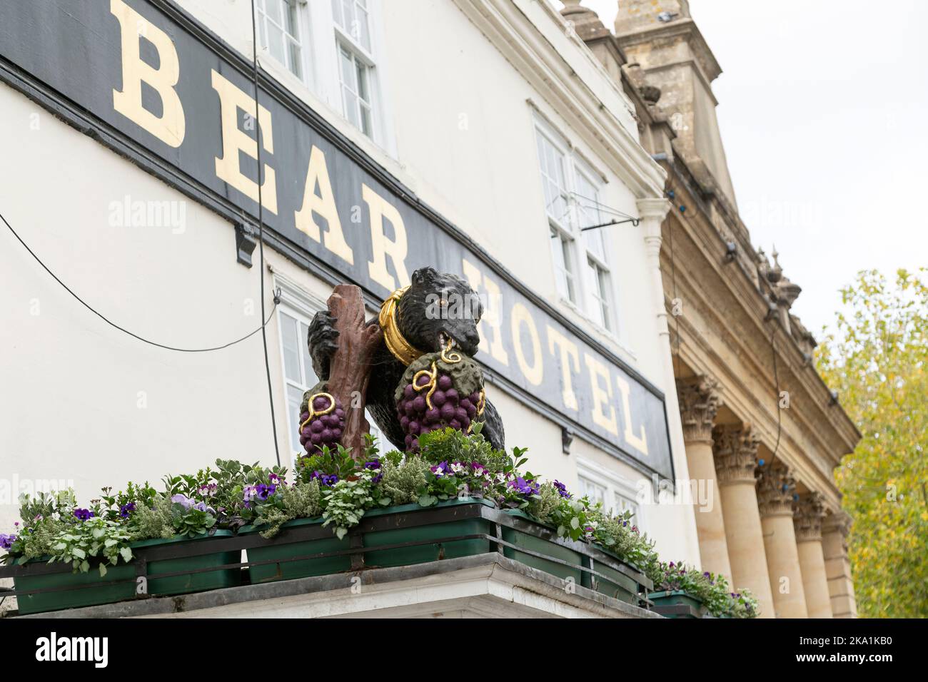 Detail of black bear with grapes Bear Hotel, Devizes, Wiltshire ...