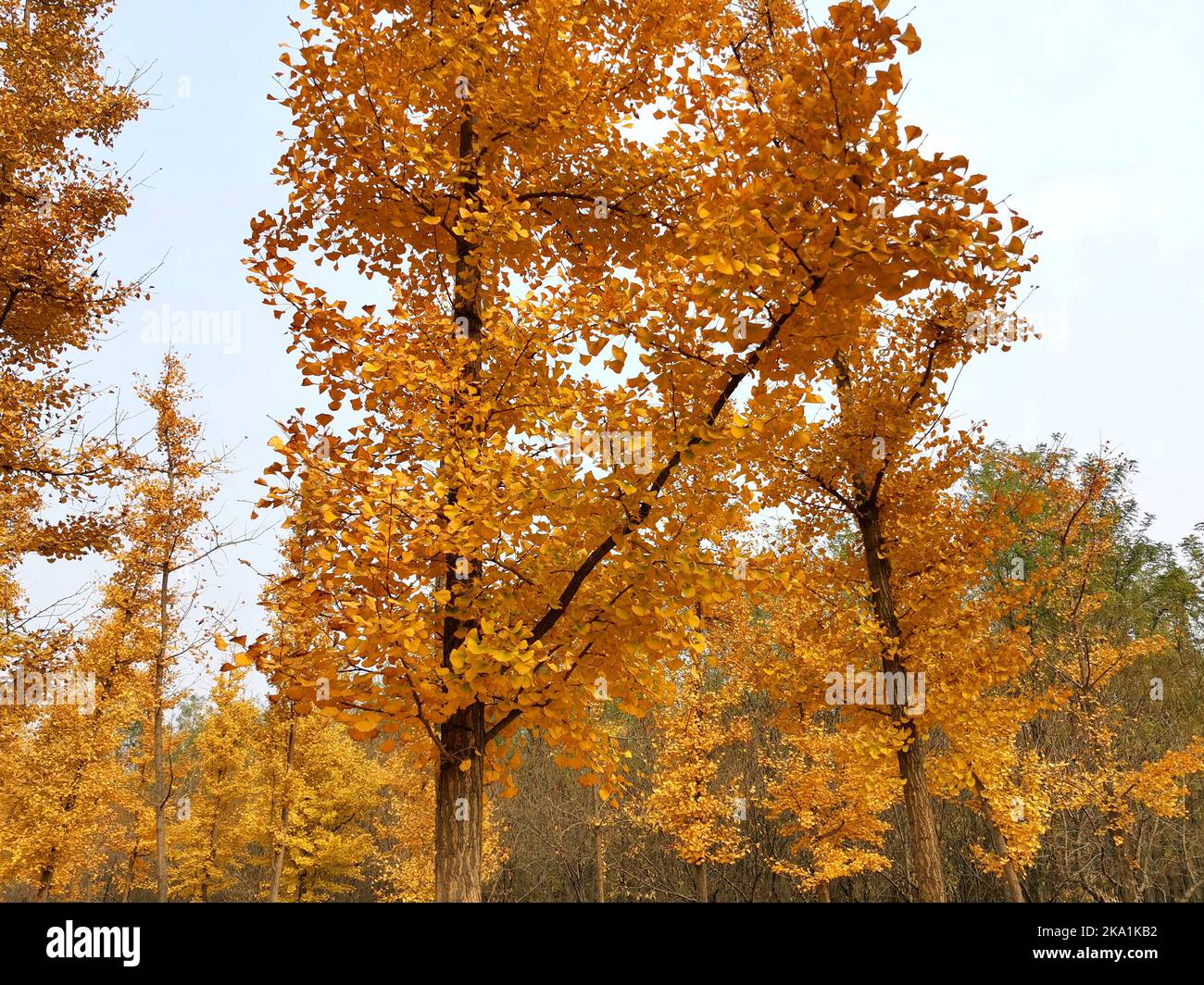In late autumn, the ginkgo trees are golden and beautiful in the ...