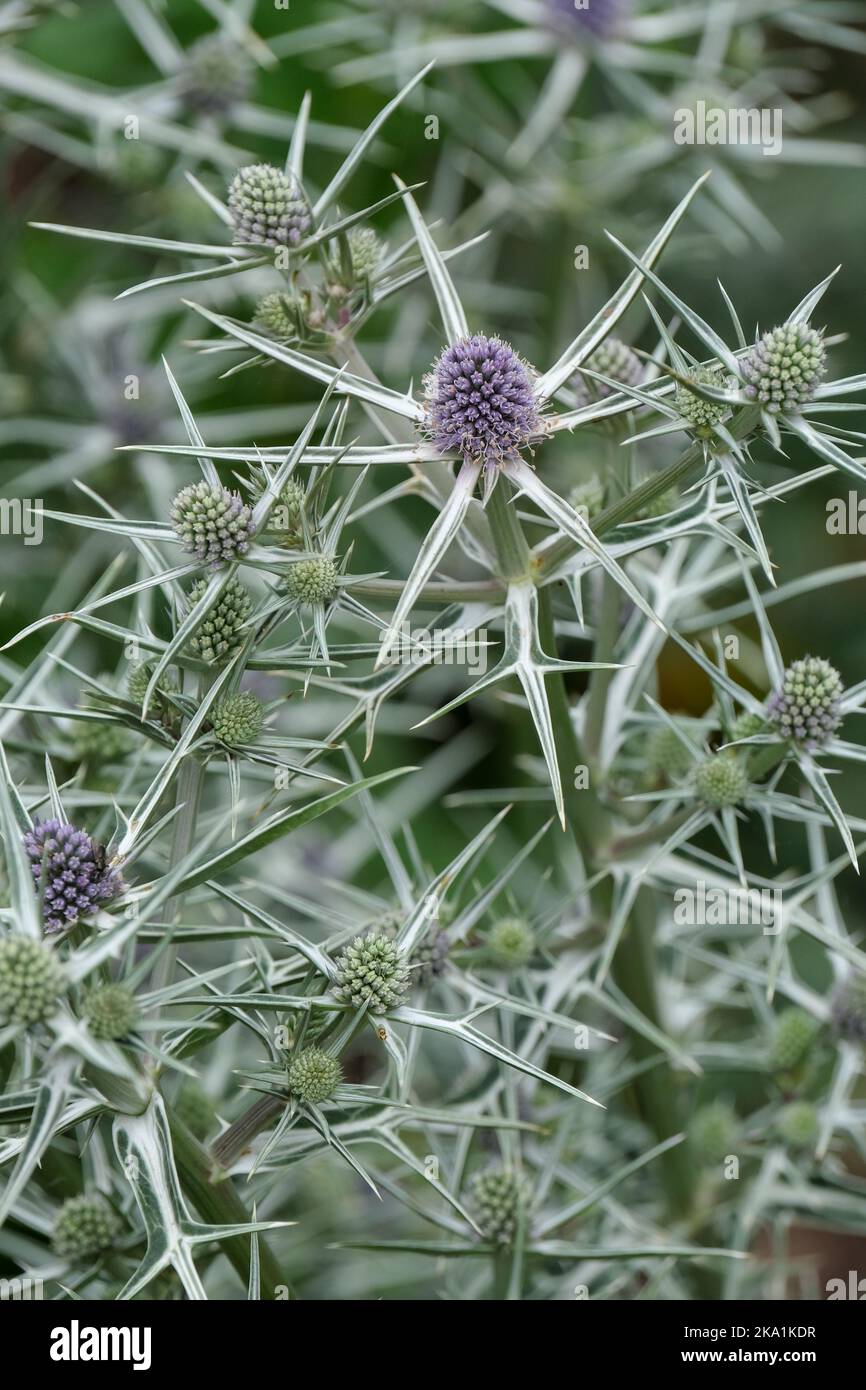 Eryngium variifolium, variable-leaved sea holly, leaves, white veins ...
