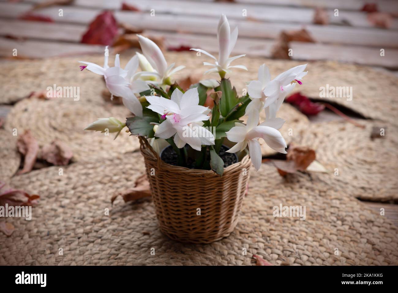 Schlumbergera truncata, or false Christmas cactus flowers in a pot ...
