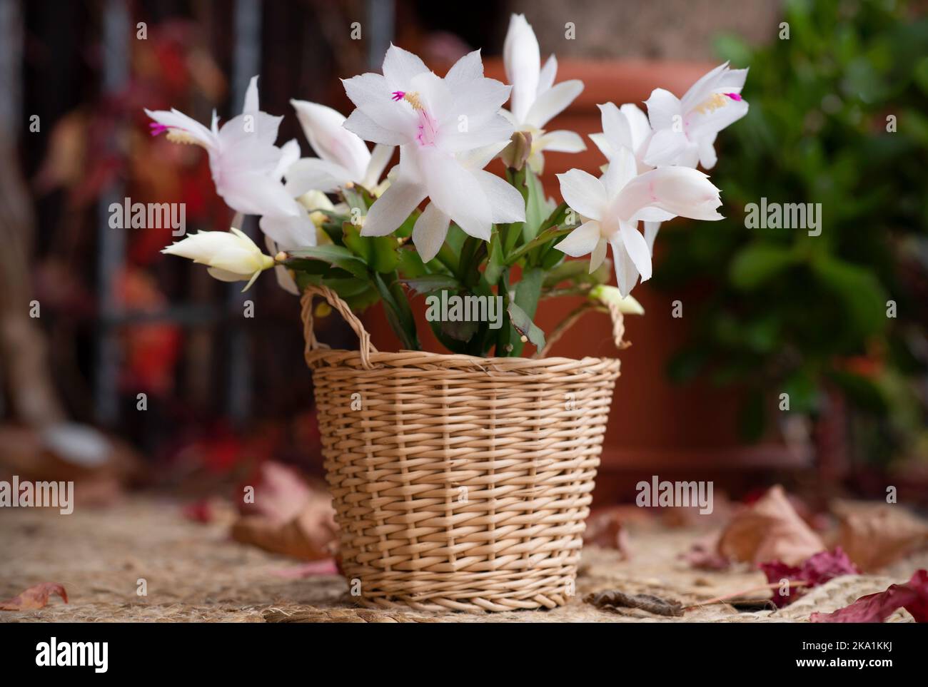 Schlumbergera truncata, or false Christmas cactus flowers in a pot ...