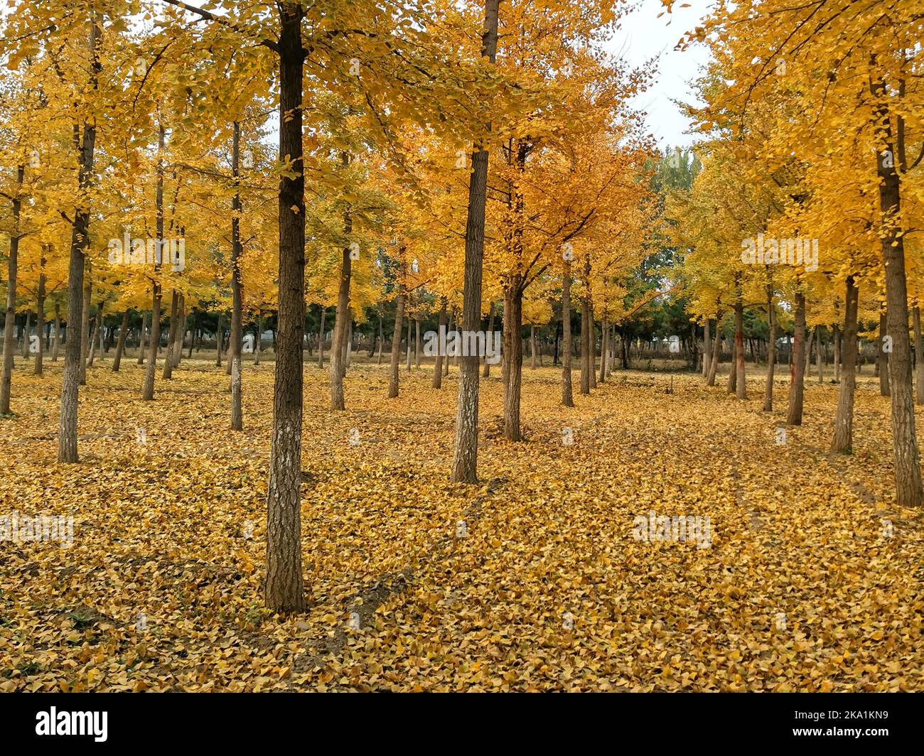 In late autumn, the ginkgo trees are golden and beautiful in the ...