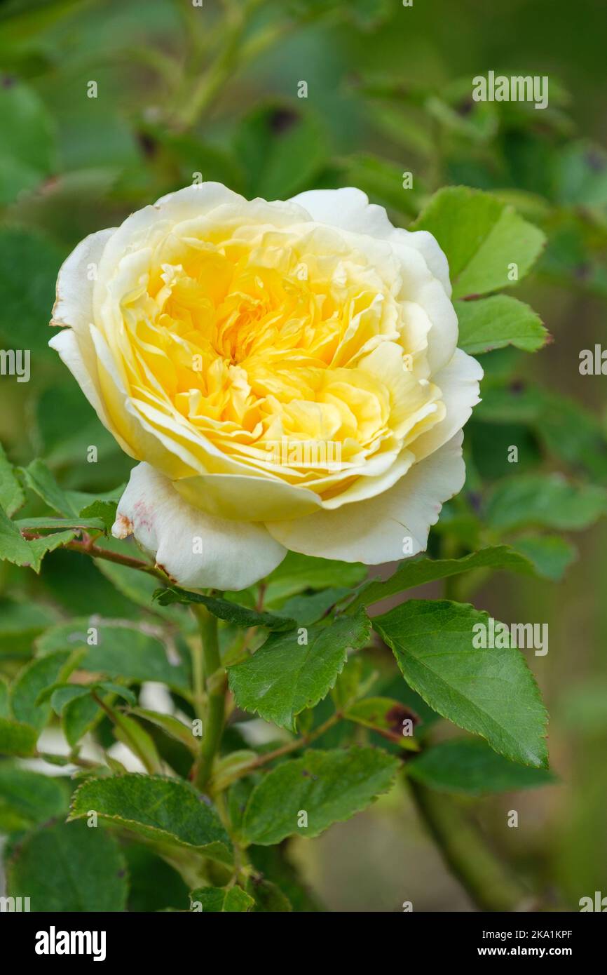 The pilgrim climbing rose hi-res stock photography and images - Alamy