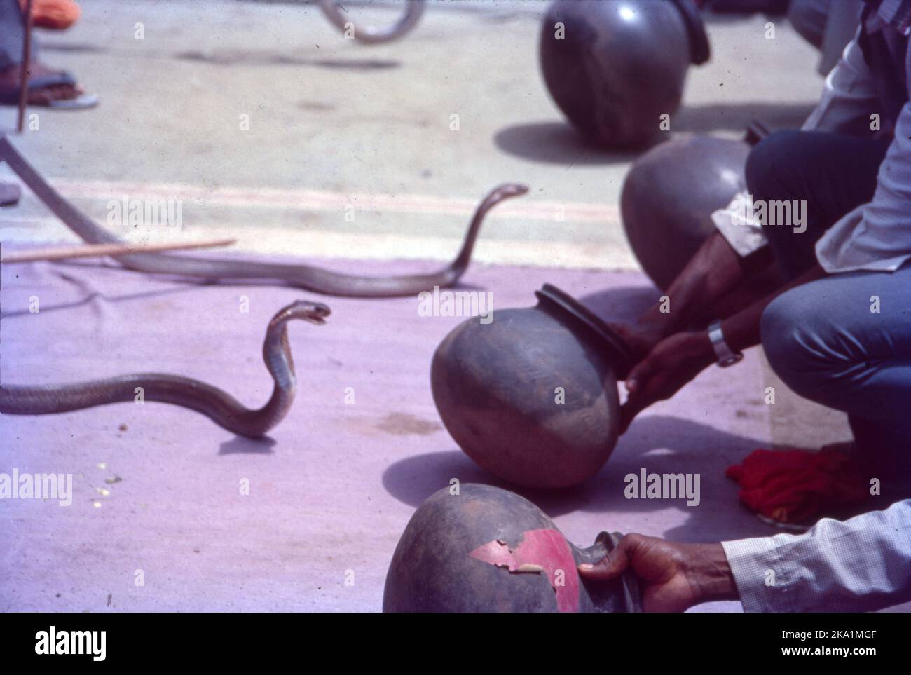 Nag Panchami Festival At Battis Shirala Village:- Shirala Village is in ...