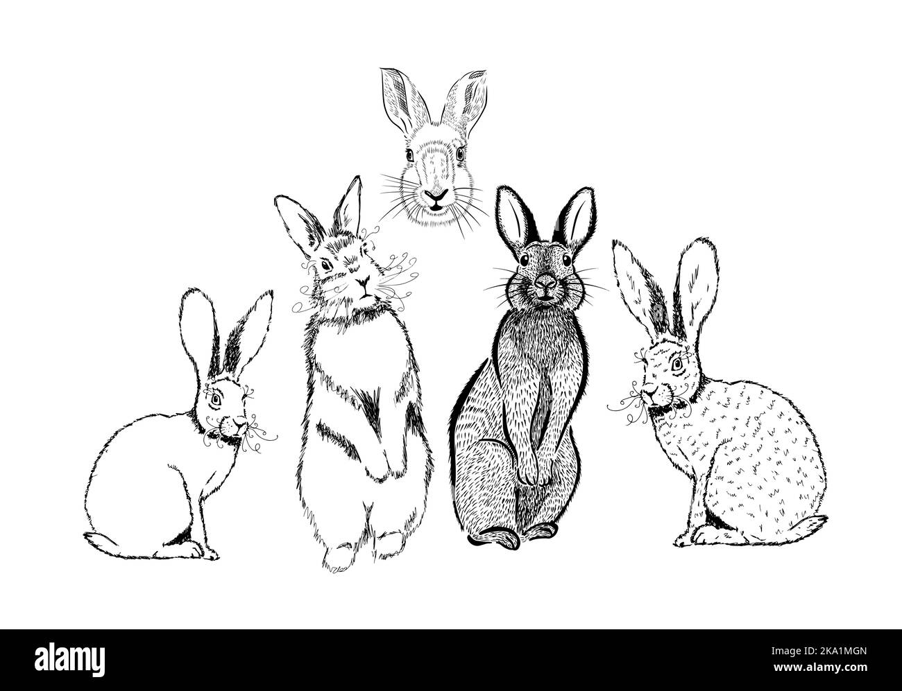 Hare outline by line. Set of hatching rabbits. Vector illustration ...