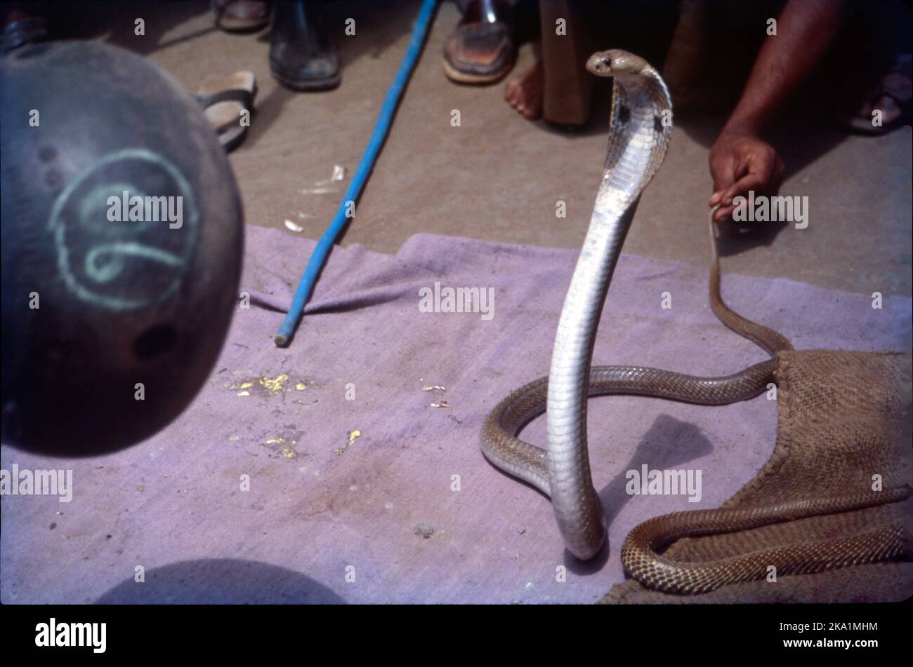 Nag Panchami Festival At Battis Shirala Village:- Shirala Village is in ...