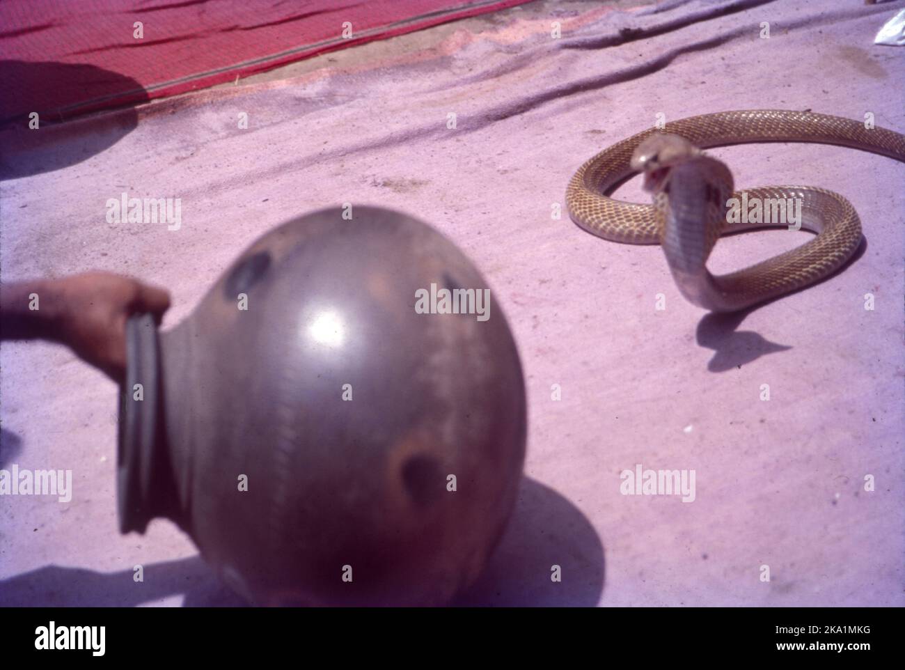 Nag Panchami Festival At Battis Shirala Village:- Shirala Village is in ...