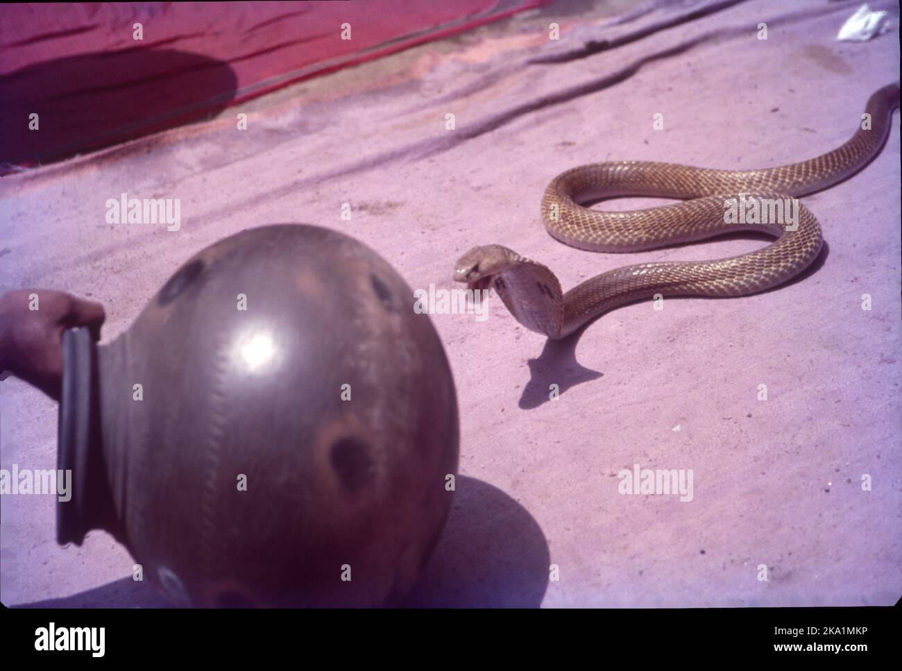 Nag Panchami Festival At Battis Shirala Village:- Shirala Village is in ...