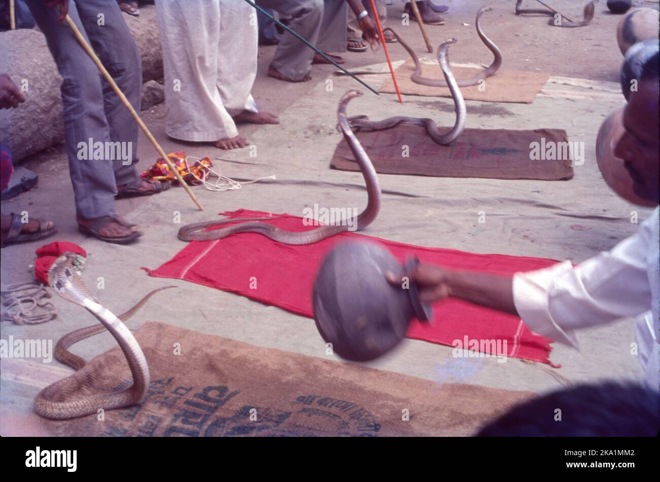 Nag Panchami Festival At Battis Shirala Village:- Shirala Village is in ...